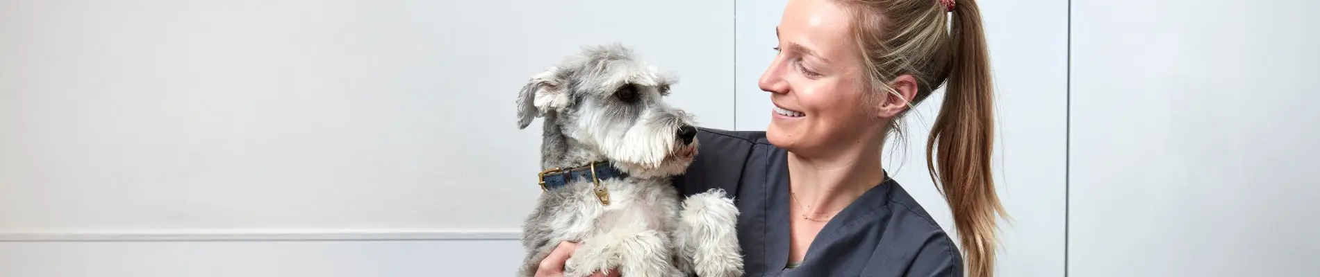 Understanding Kennel Cough in Dogs | Chelsea Vet Surgery